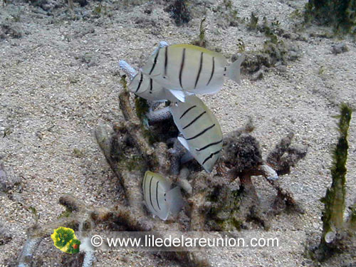 Liledelareunion.com - Le lagon réunionnais (poissons, corail, invertébrés)