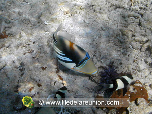 Liledelareunion.com - Le lagon réunionnais (poissons, corail, invertébrés)