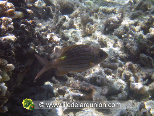 Liledelareunion.com - Le lagon réunionnais (poissons, corail, invertébrés)