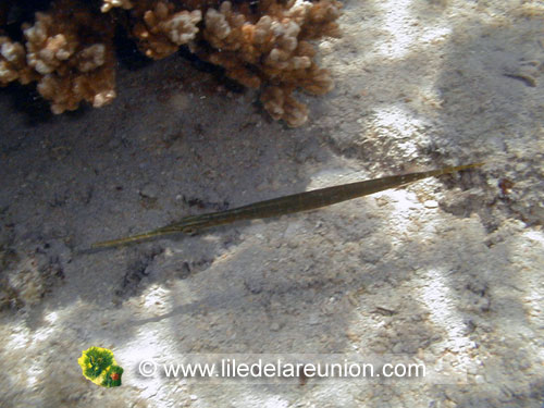 Liledelareunion.com - Le lagon réunionnais (poissons, corail, invertébrés)