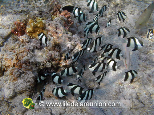 Liledelareunion.com - Le lagon réunionnais (poissons, corail, invertébrés)